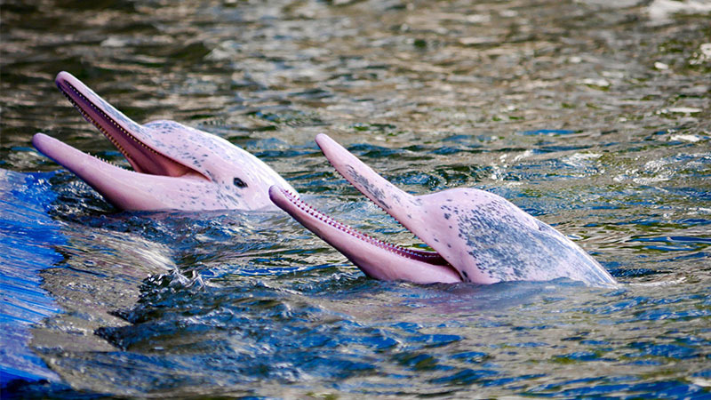 Where To Spot Pink Dolphins In Hong Kong: An Ecological Day Trip